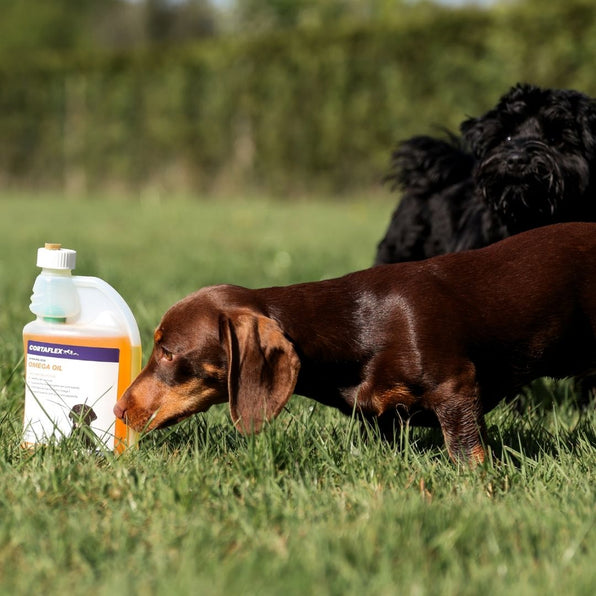 CORTAFLEX® - award winning supplement for joints – Cortaflex